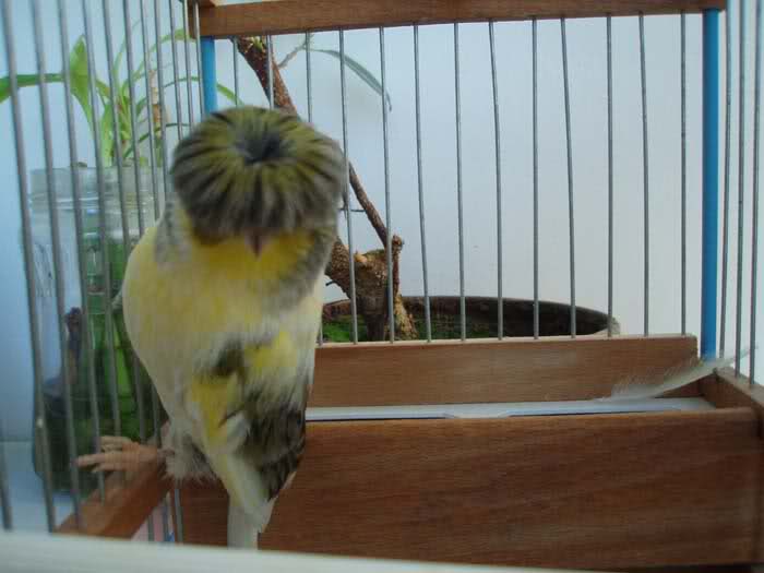 A scuola di ...canarini